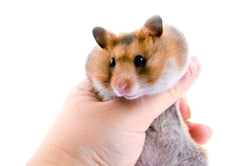 Hamster in hand stock photo. Image of careful, hand, domestic - 2143440