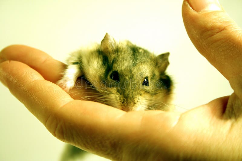 Hamster in Hand stock image. Image of hold, fingers, little - 1561901