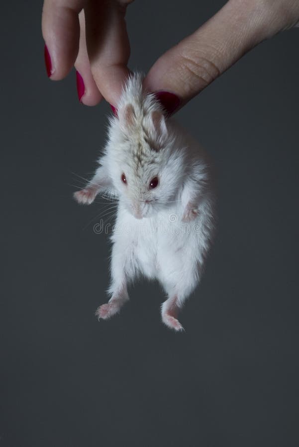 Hamster in a hand stock photo. Image of hamster, nails - 15882826