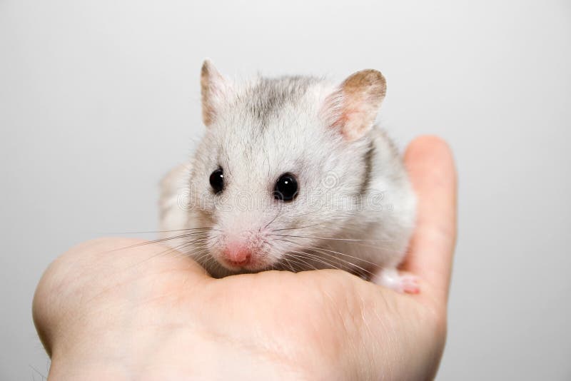 Hamster in hand stock photo. Image of careful, hand, domestic - 2143440