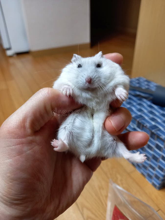 The hamster in the hand stock photo. Image of plush - 276853306