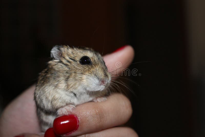 Hamster in hand stock photo. Image of careful, hand, domestic - 2143440