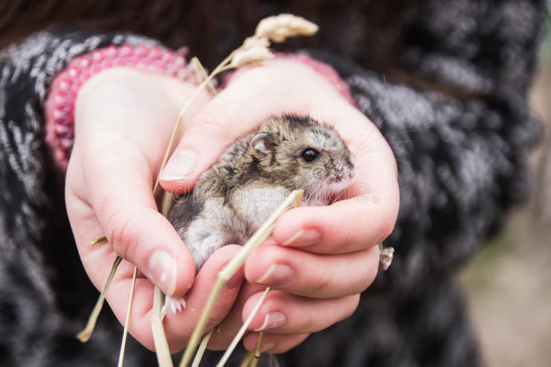 Hamster in Hand at Early Spirng Stock Photo - Image of male, hold: 85356794