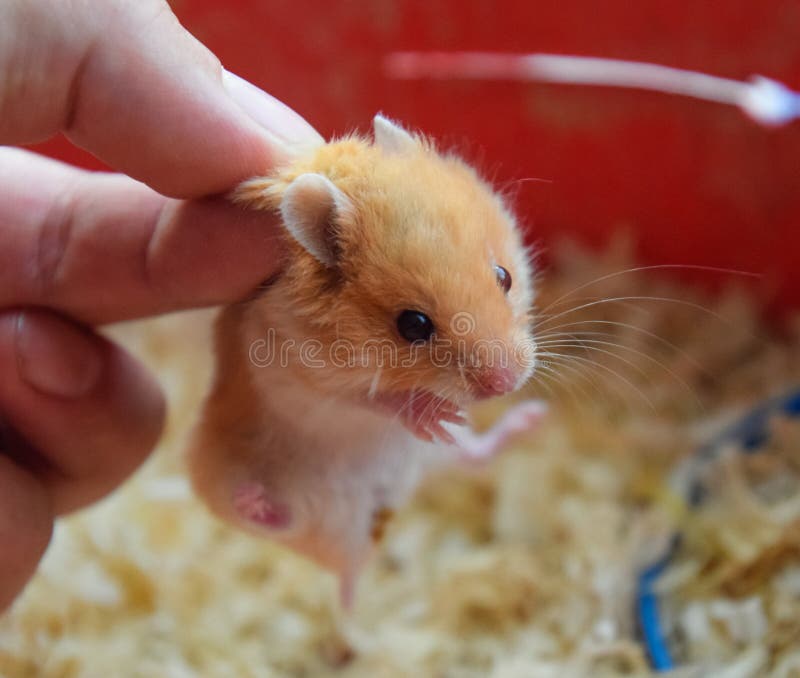 Hamster in Hand. Hamster Hold the Scruff Stock Photo - Image of natural ...