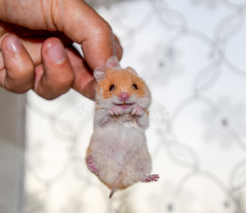 Hamster in Hand. Hamster Hold the Scruff Stock Photo - Image of cell ...