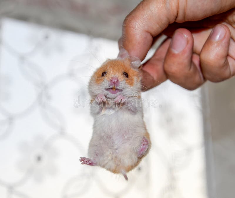 Hamster in Hand. Hamster Hold the Scruff Stock Photo - Image of natural ...