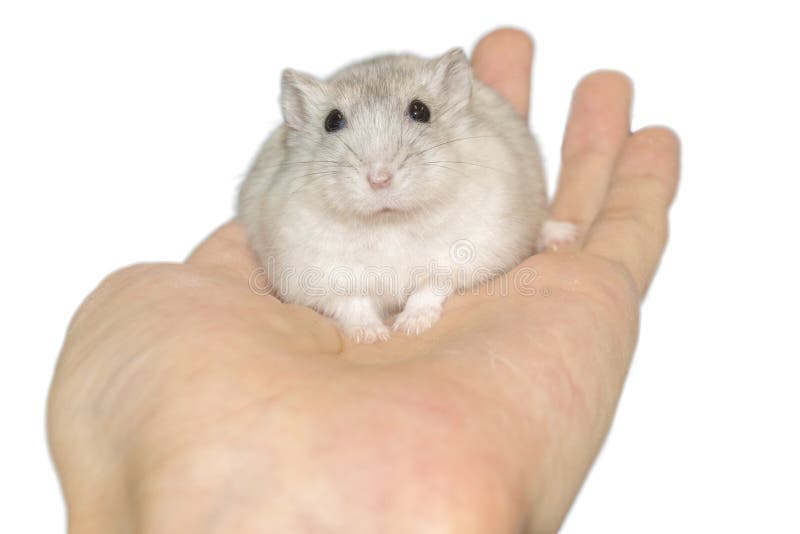 Hamster in hand stock photo. Image of careful, hand, domestic - 2143440