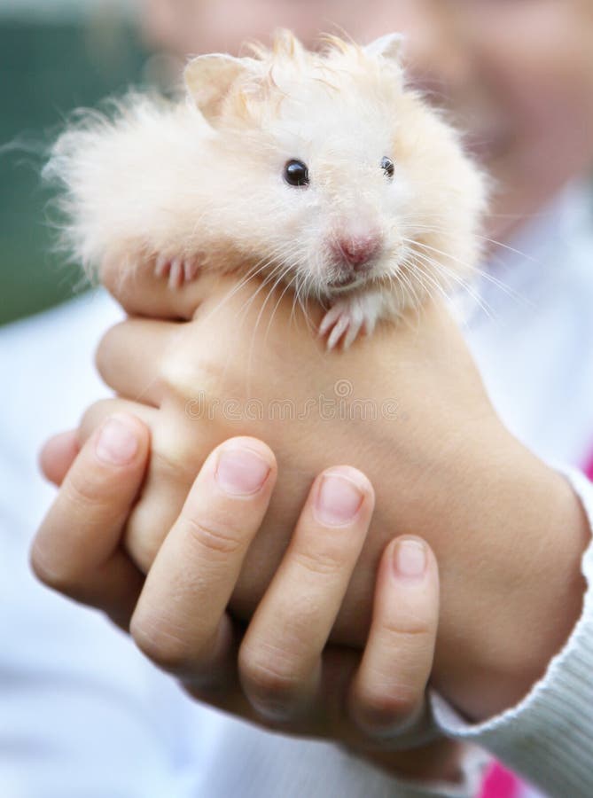 Hamster stock photo. Image of mammal, incentive, domestic - 30303210