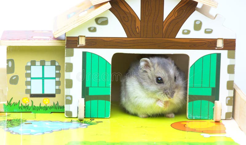 Het huis van de hamster stock afbeelding. Afbeelding bestaande uit grap ...