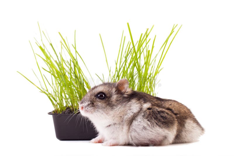 1,469 Hamster Grass Photos - Free & Royalty-Free Stock Photos from ...