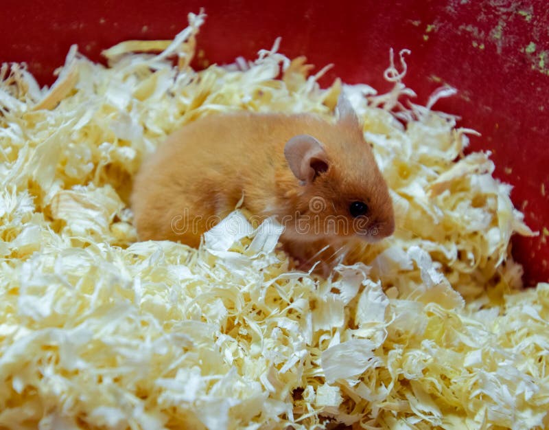 Hamster Home in Keeping in Captivity. Hamster in Sawdust Stock Image ...