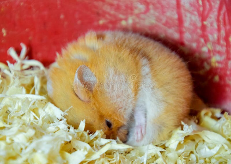 Hamster Home in Keeping in Captivity. Hamster in Sawdust Stock Photo ...
