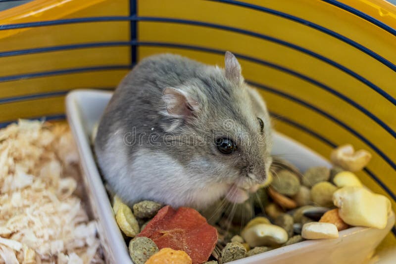 Hamster inside his cage stock image. Image of small - 148866609