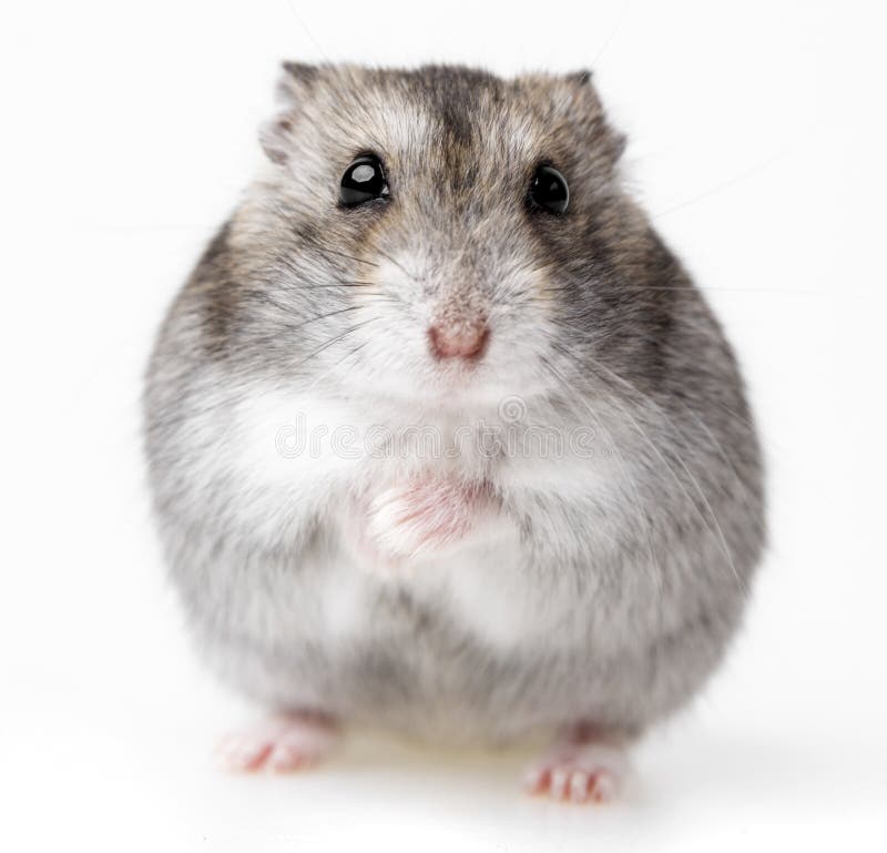 European Hamster Against White Background Stock Image - Image of mammal ...