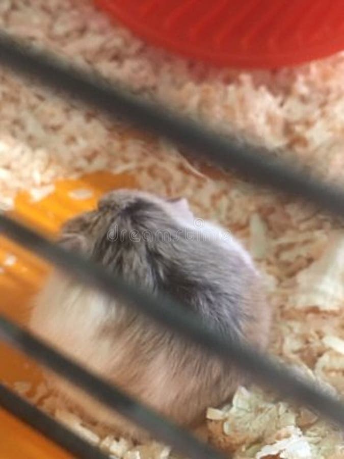 Hamster on Its Back Inside a Cage Stock Image - Image of inside, cage ...