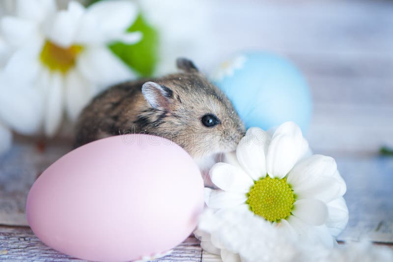 Easter hamster stock photo. Image of spring, springtime - 8459454