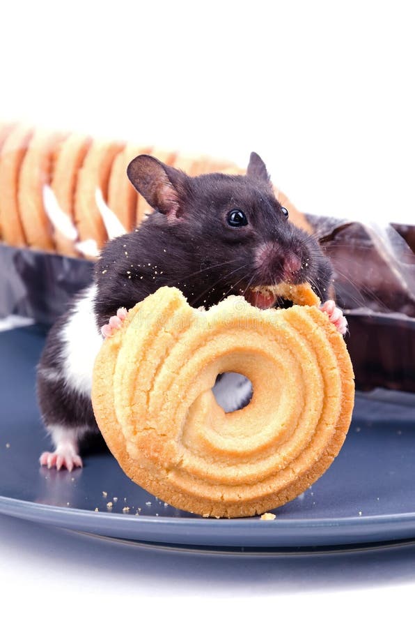 Hamster likes cakes stock image. Image of white, hold - 38895269
