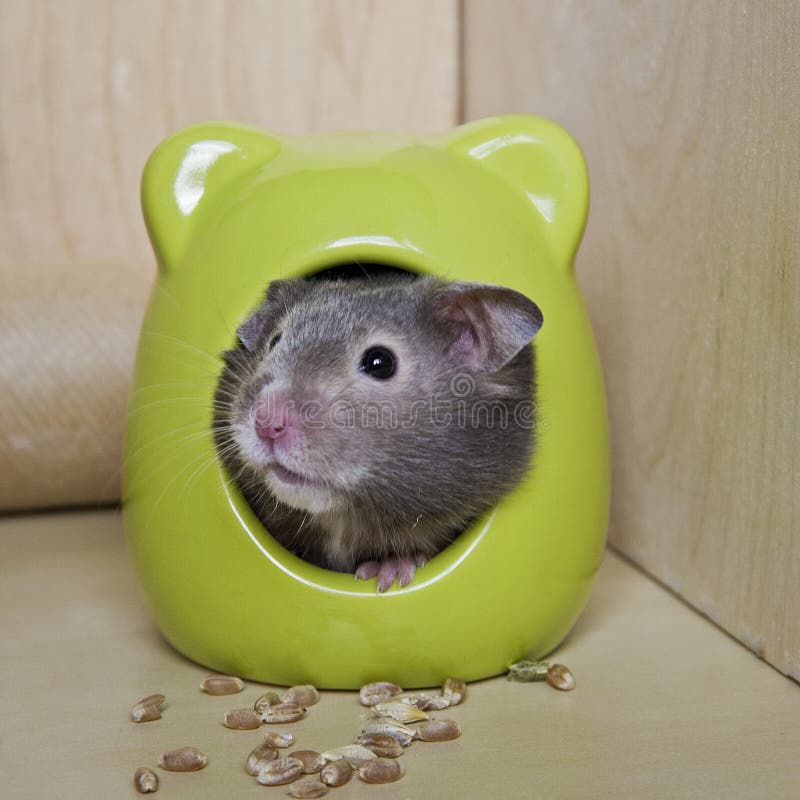 Hamster mignon photo stock. Image du hamster, place, vert - 38436470