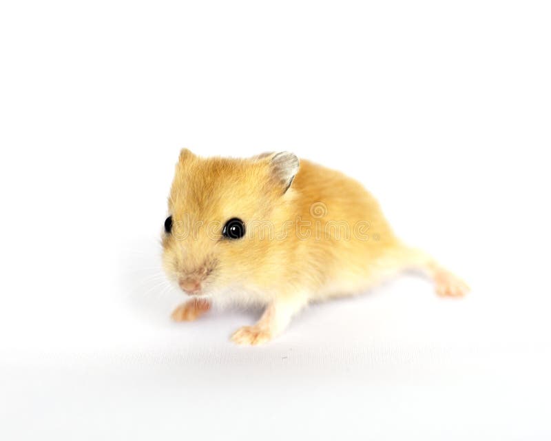 Hamster nain mignon image stock. Image du rongeur, animal - 8107183
