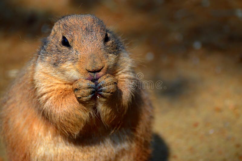 Hamster Mignon Mangeant Quelque Chose Image stock - Image du mignon ...