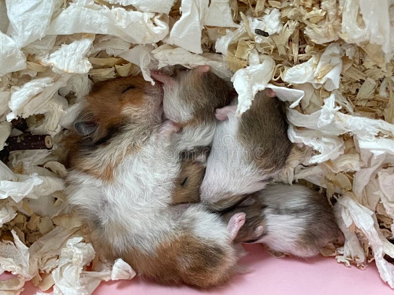 Hamster Mother with Her Baby Hamster 10 Days Old Stock Image - Image of ...