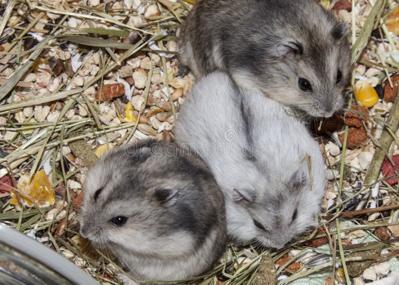 An Hamster stock photo. Image of seeds, three, animal - 64089592