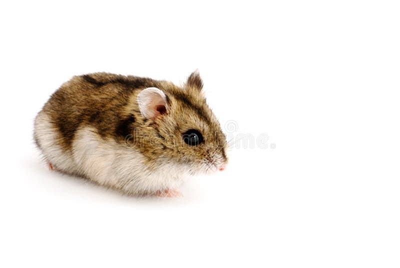 Hamster nain image stock. Image du hamster, nature, blanc - 18848861