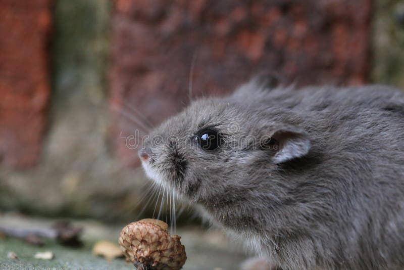 Hamster nain image stock. Image du coincer, animal, nain - 49477323