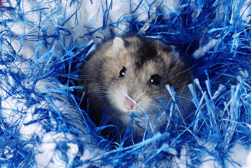 Hamster nain mignon photo stock. Image du brouillé, gerbille - 8107220