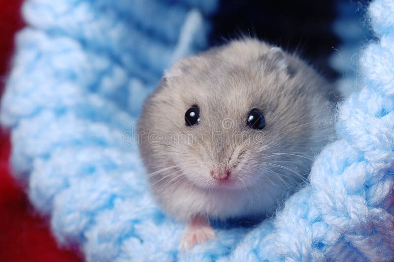 Hamster nain mignon photo stock. Image du brouillé, gerbille - 8107220