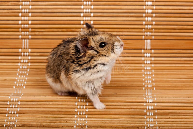 Hamster Nain Russe Blanc De L'hiver Photo stock - Image du animal ...