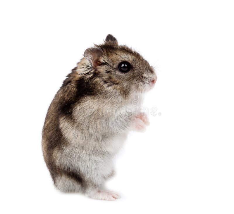 Hamster Nain Russe Blanc De L'hiver Photo stock - Image du asiatique ...