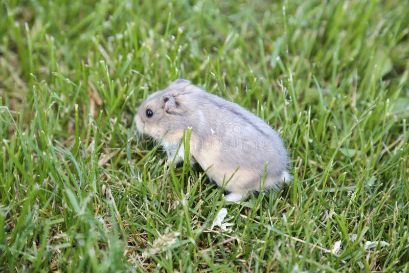 Hamster Nain Russe Jouant Dans L'herbe Photo stock - Image: 42495950
