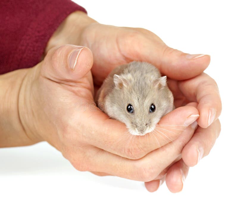 Hamster Nain De Blanc De L'hiver Photo stock - Image du fond, hamster ...