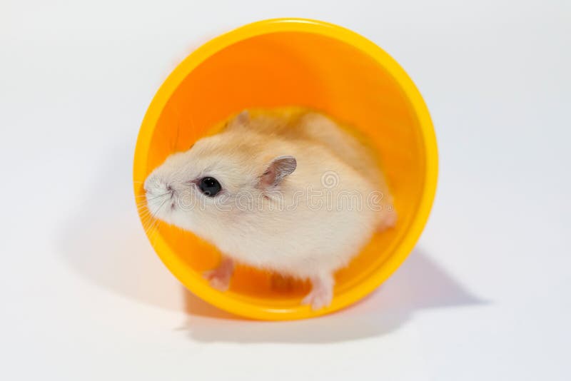 Hamster no copo da laranja imagem de stock. Imagem de ponta - 36874673