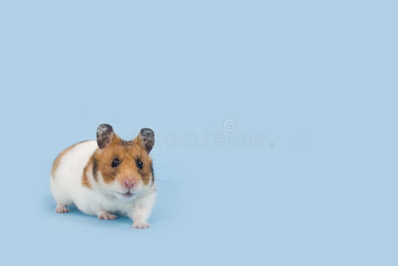 Hamster Over Pale Blue Background Stock Image - Image of rodents, furry ...