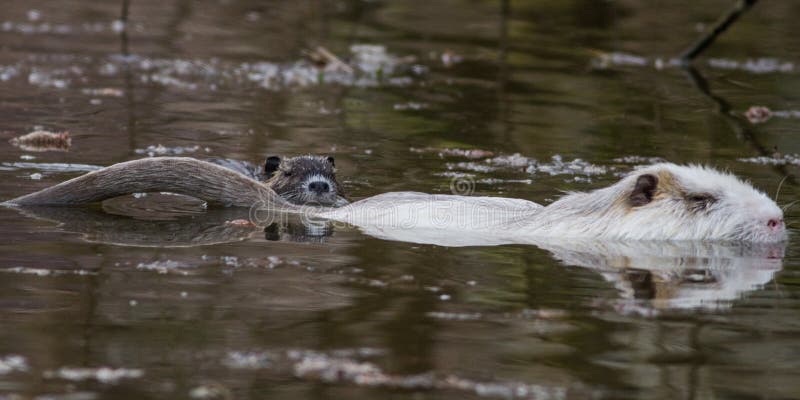 Hamster stock image. Image of small, lake, grey, swim - 52691615