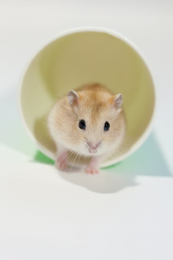 Hamster in paper cup stock image. Image of whisker, shot - 36874681