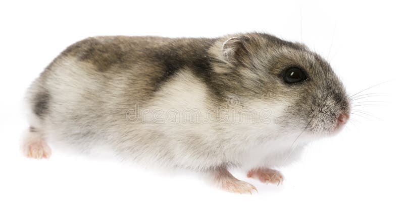 Hamster stock image. Image of siberian, asian, djungarian - 90320595