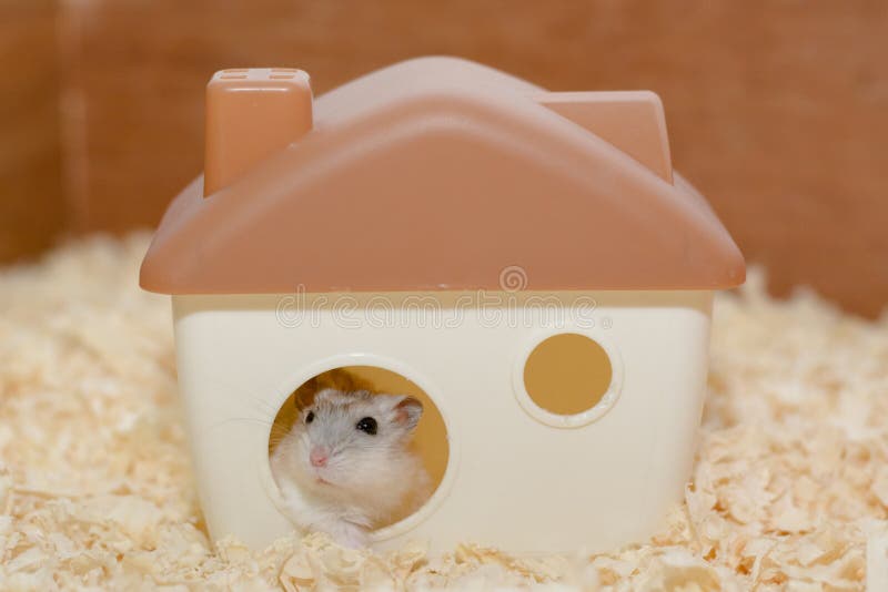 Hamster less Poor. Live at Home Alone Stock Photo - Image of buildings ...