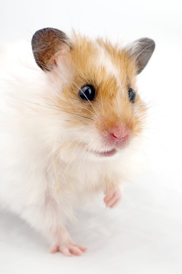 Hamster portrait close-up stock image. Image of syrian - 13169989