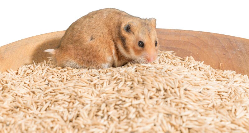 Hamster Portrait on Heap of Grain Stock Image - Image of cute, corn ...