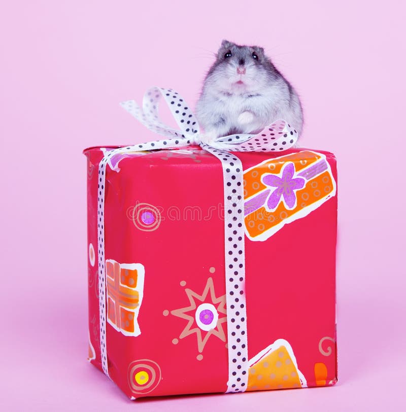 White Hamster Celebrating Birthday Stock Image - Image of gift, humour ...