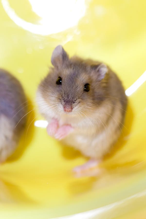 Hamster Que Levanta-se Em Uma Roda Foto de Stock - Imagem de animais ...