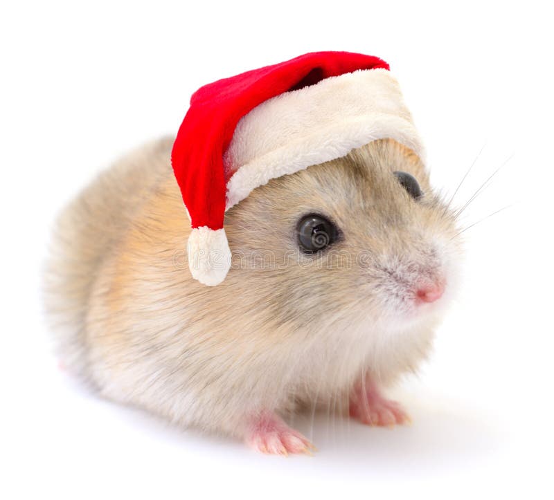 Hamster in a Red Santa Claus Hat. Stock Photo - Image of humor, hamster ...