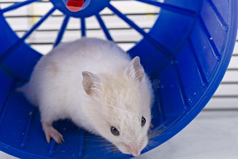 Hamster running stock image. Image of concept, wheel - 158121393