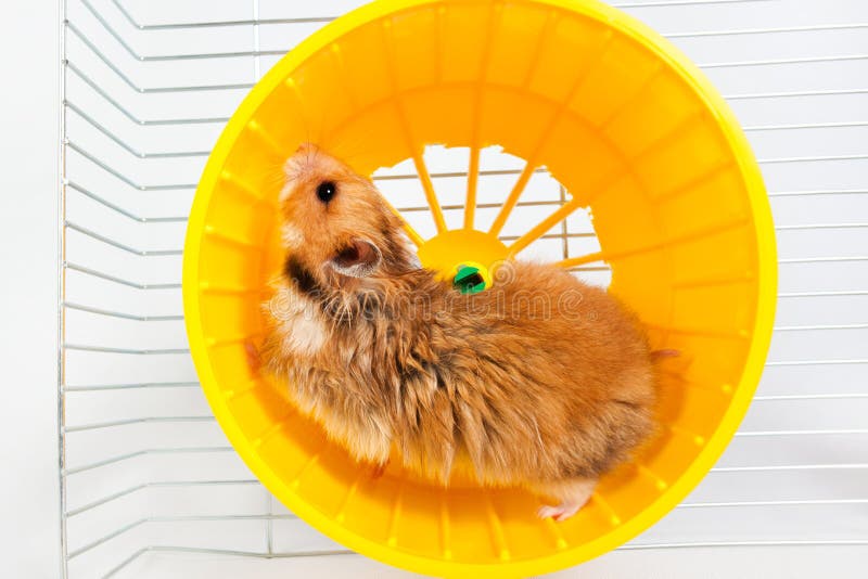 Hamster Running in the Running Wheel Stock Image - Image of jungar ...