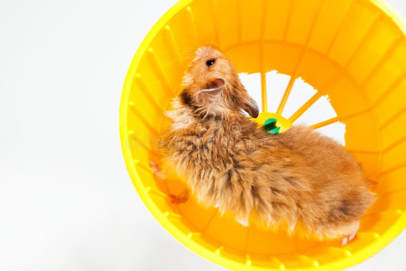Hamster Running in the Running Wheel Stock Photo - Image of beautiful ...