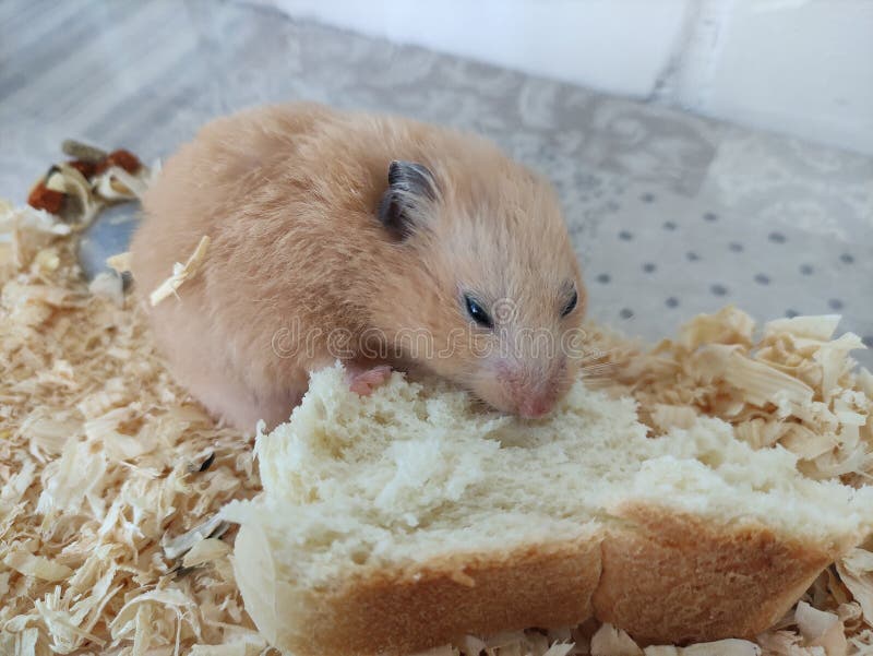 Hamster Sírio Laranja Comendo Pão Imagem de Stock - Imagem de corte ...