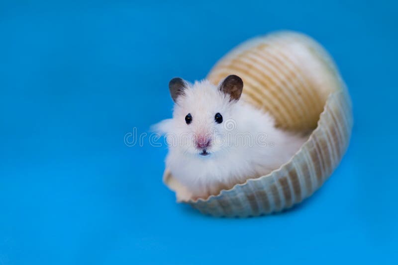 112 Sea Hamster Stock Photos - Free & Royalty-Free Stock Photos from ...